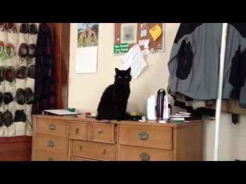 Cats Who Love To Knock Stuff Off Tables