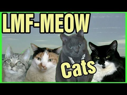LMF-MEOW Cats, A Feline-Filled Musical Parody of Shots by LMFAO