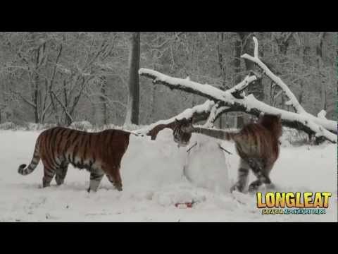 Tigers Destroying Snowmen