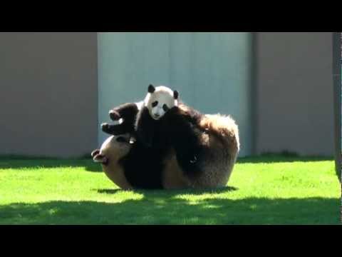 Mommy Panda Wrestles Cub