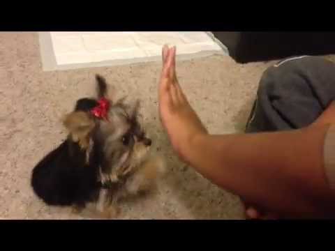 Yorkie Puppy Plays Patty-Cake