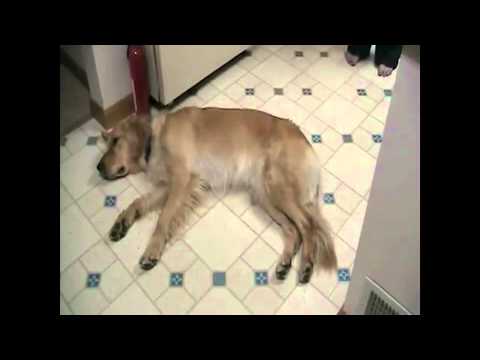 Scooter the Lazy Dog Getting Pushed Out of the Way by the Fridge Door