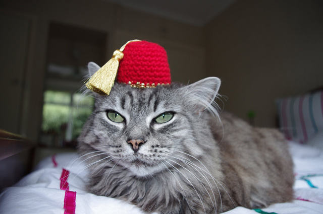 A Tiny Red Fez For a Cat
