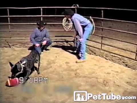 Clever Dog Knows How to Follow Spoken Directions