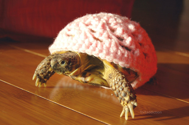 Crocheted Tortoise & Turtle Cozies