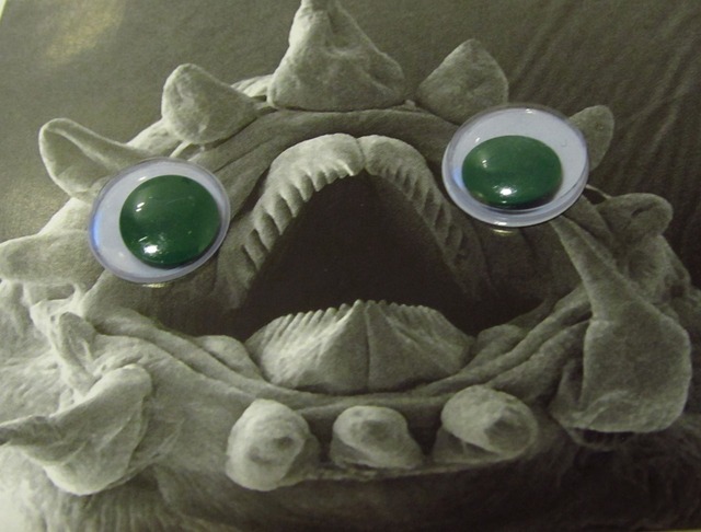 Sea Creatures With Googly Eyes