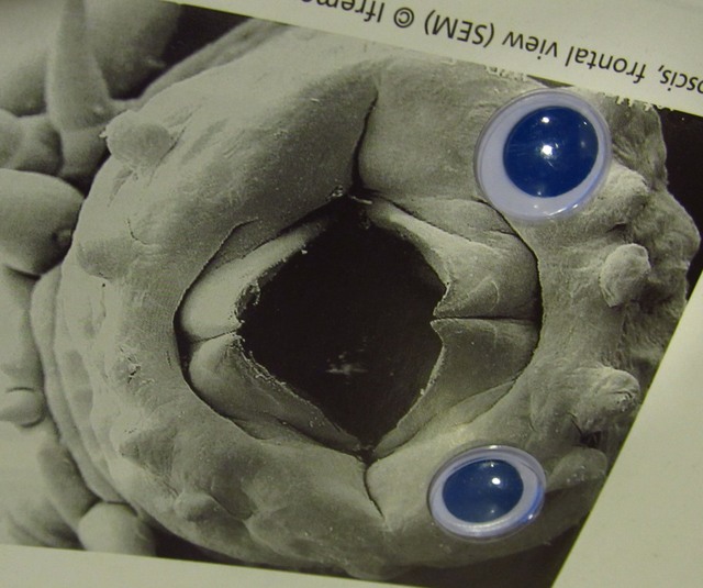 Sea Creatures With Googly Eyes