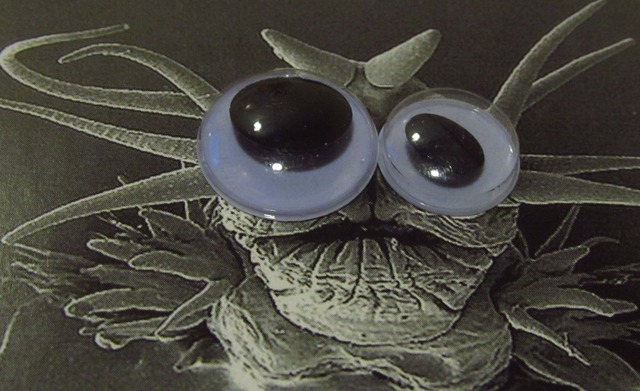 Sea Creatures With Googly Eyes
