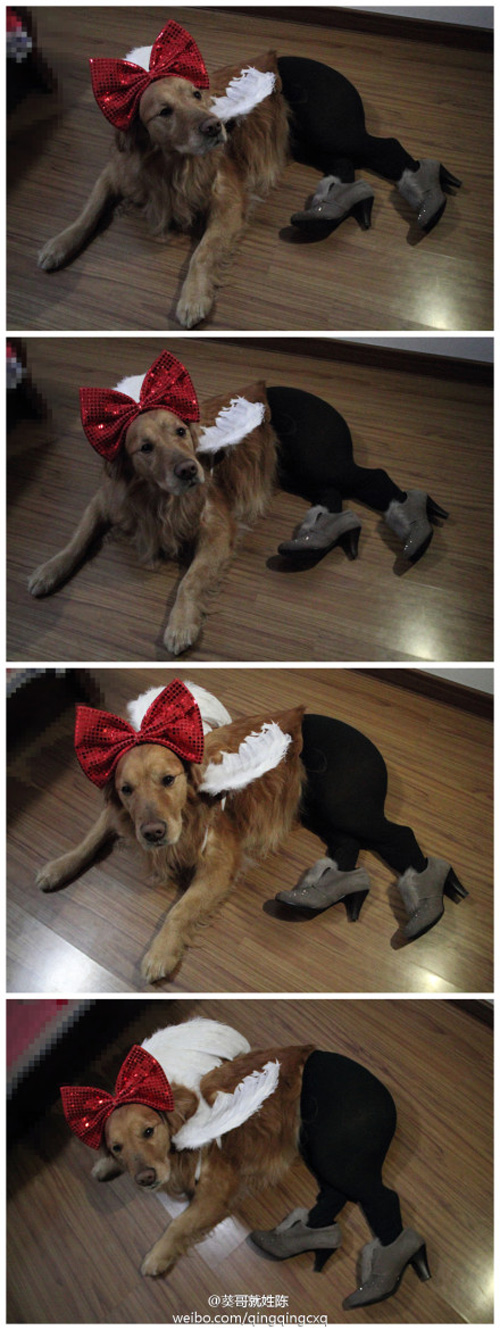 More Dogs Wearing Pantyhose