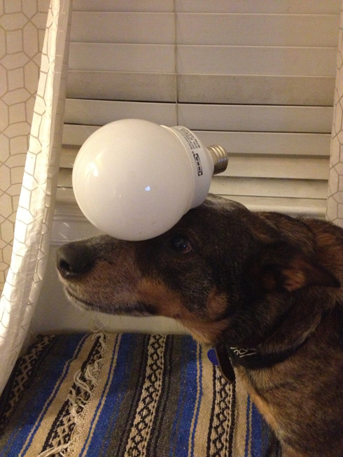 Jack the Dog Balances Light Bulbs, Eggs, Books, and More on His Head
