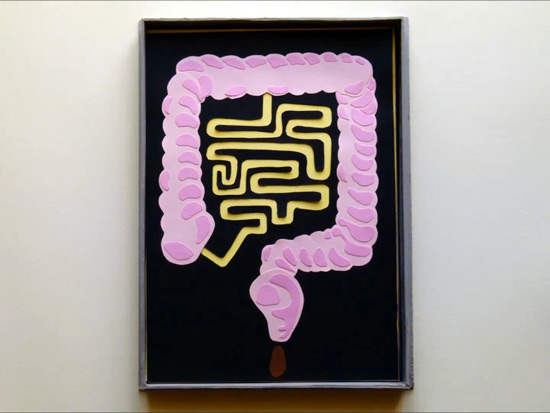 Anatomy Box, Paper Art Children's Book Guides Reader Through Human Anatomy