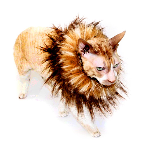 Mini Manes, Furry Lion-Like Collars For the Household Cat