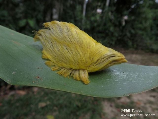 Fuzzy Rainforest Caterpillar Looks Like Donald Trump's Toupee