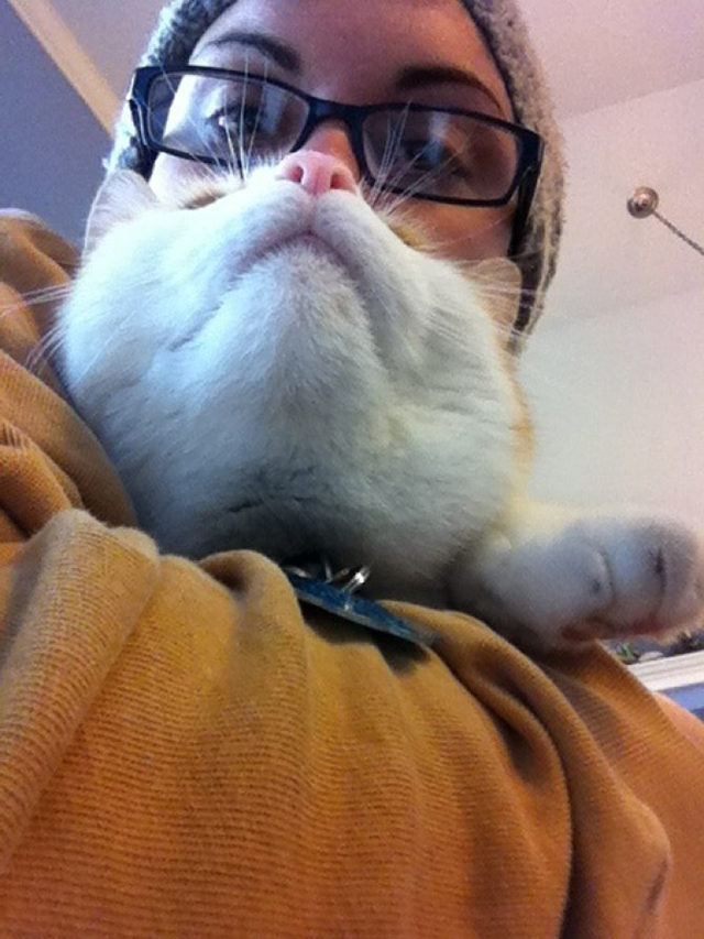 Cat Beards, A Photo Meme Where People Place a Cat in Front of Their ...