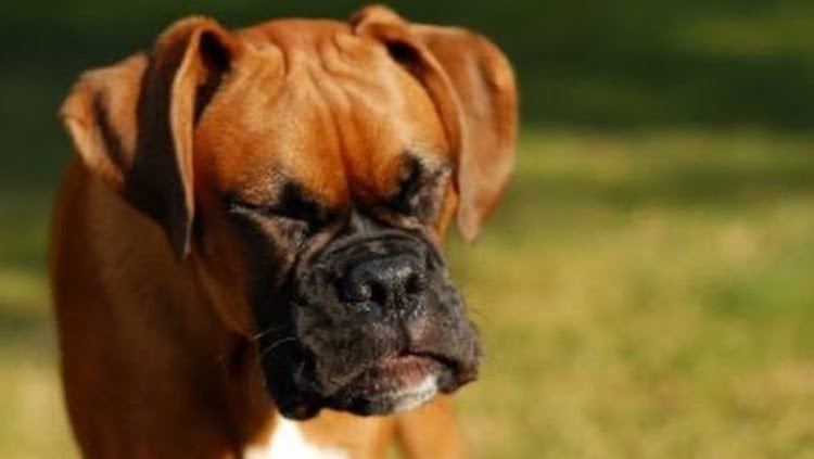 A Compilation Video of Animals Sneezing