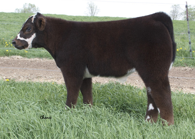 Fluffy Cows, Adorably Stylish Show Cattle With Luxurious Coats