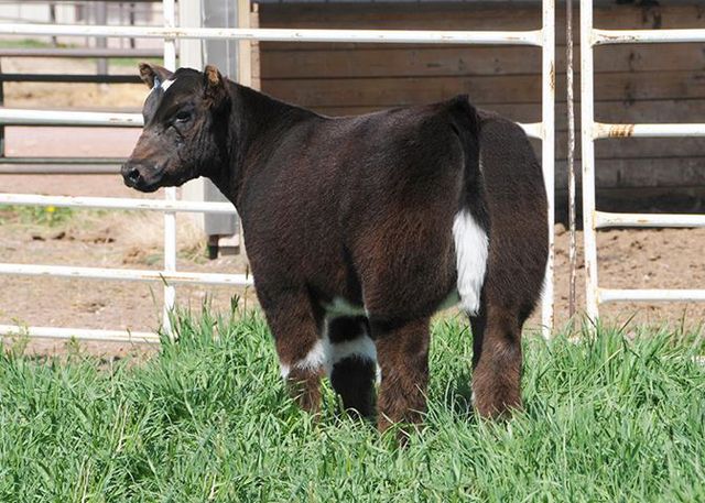 Fluffy Cows, Adorably Stylish Show Cattle With Luxurious Coats