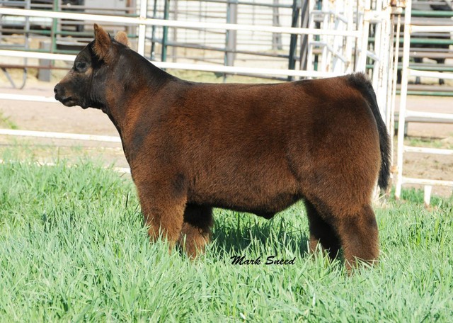 Fluffy Cows, Adorably Stylish Show Cattle With Luxurious Coats