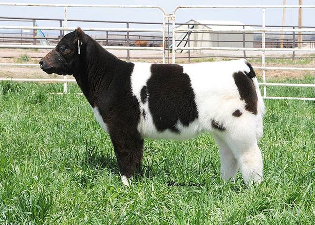 Fluffy Cows, Adorably Stylish Show Cattle With Luxurious Coats