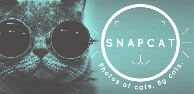 Snapcat, An App That Lets Cats Take Selfies By Pawing the Screen