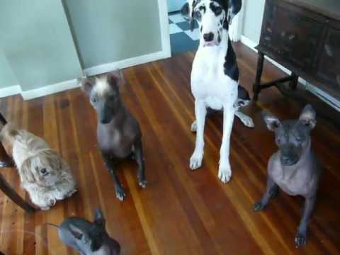 A Family of Five Dogs, A Cat, and A Duck