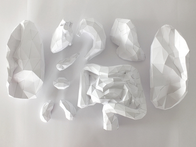 How to Make a Papercraft Torso With Detailed, Removable Organs