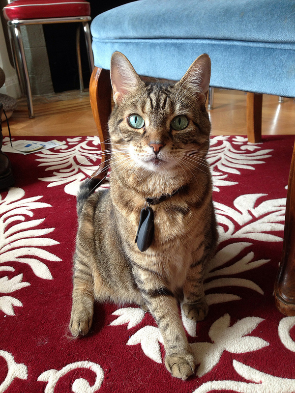 Tracking the Movements of a Cat Using a Fitbit Fitness Tracker