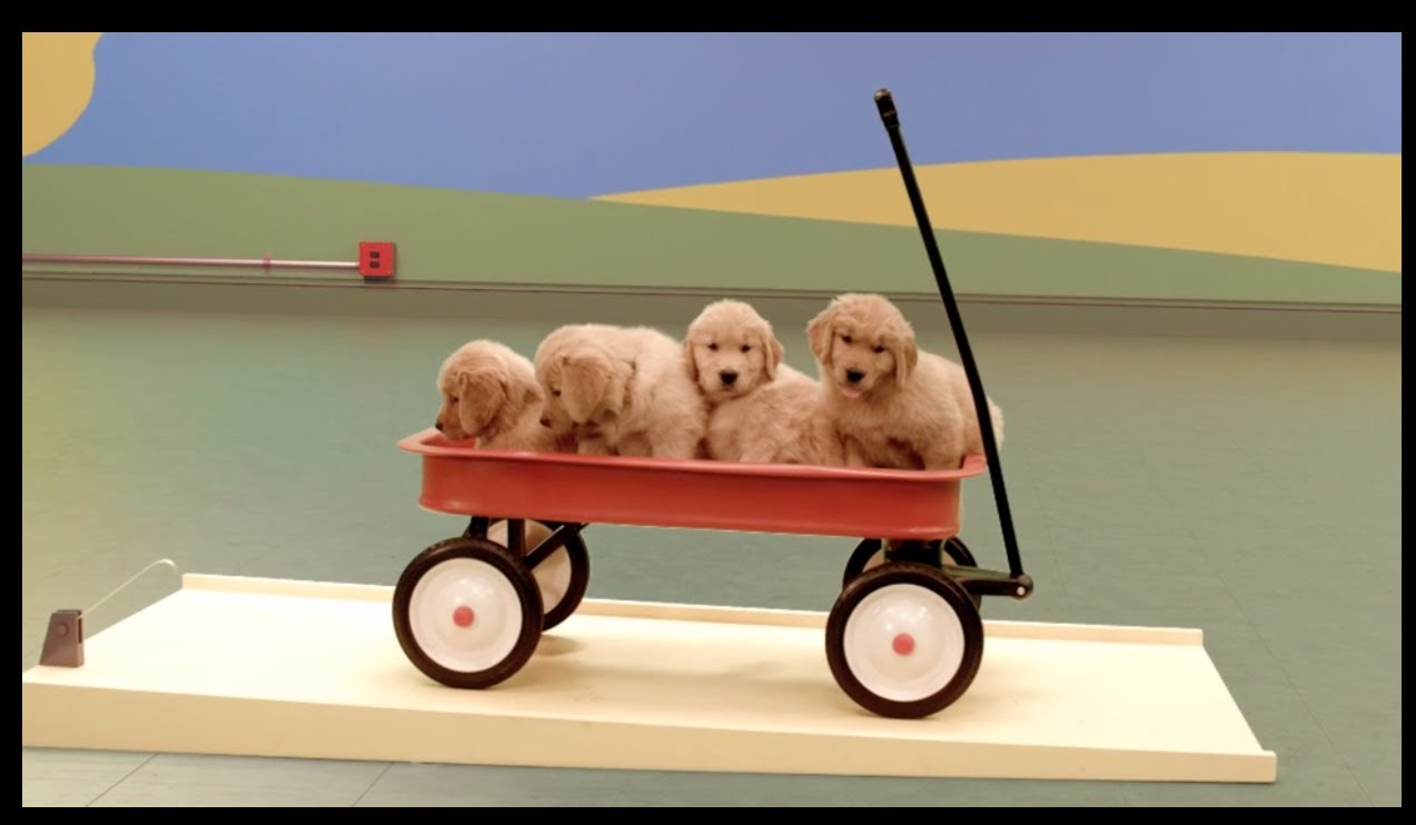 Dog Goldberg Machine, A Rube Goldberg Contraption Powered By Dogs