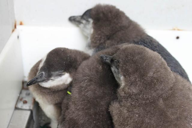 Baby Penguins Attending Fish School at the San Francisco Zoo