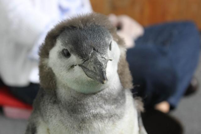 Baby Penguins Attending Fish School at the San Francisco Zoo