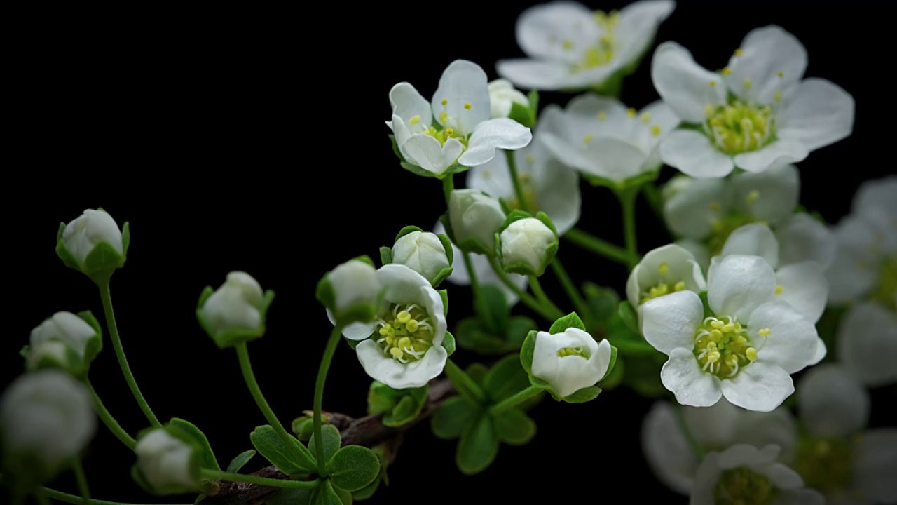 Stunning Macro Time-Lapse of Flowers Growing and Blooming