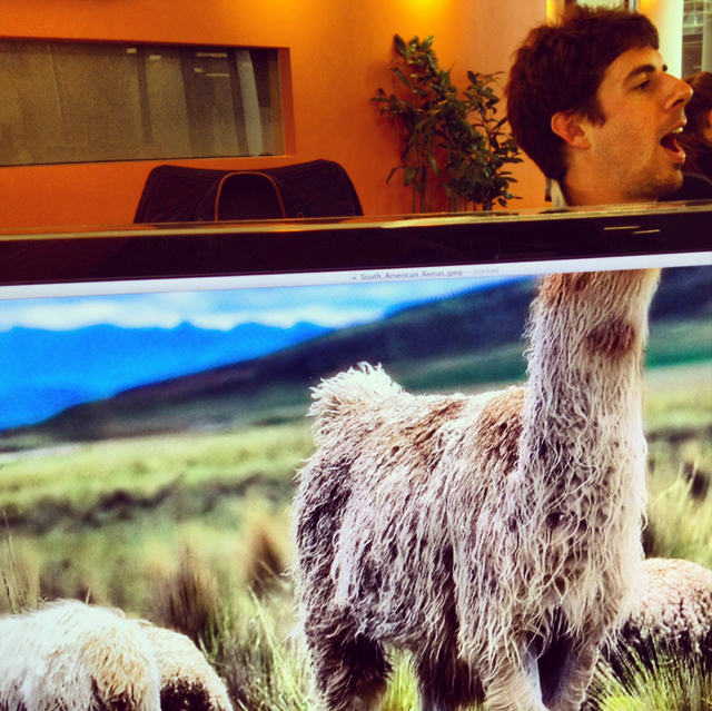 Desk Safari, Office Workers Line Up Animal Bodies With the Heads of ...