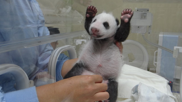 Baby Panda Born at the Taipei Zoo