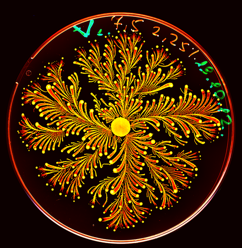 Physics Professor Dyes Bacteria to Create Trippy, Psyschedelic Photographs