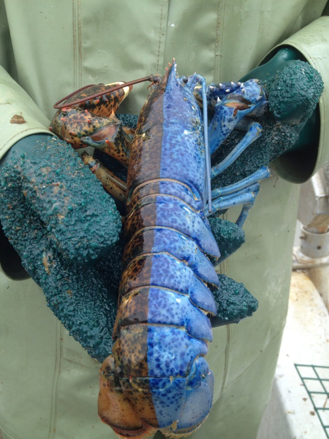 Extremely Rare Bi-Colored Lobster Caught in Newfoundland