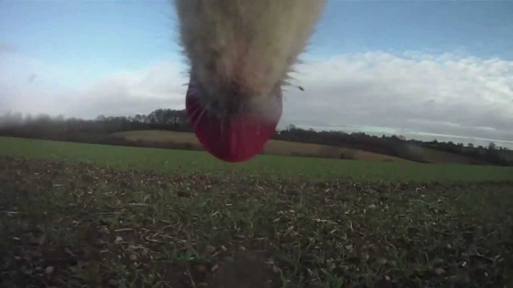 I'm Dog, A Rap Song From the Perspective of a Dog