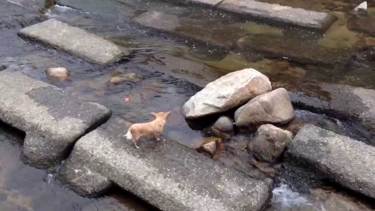 Smart Dog Plays Fetch With Himself by Dropping a Ball in Water and ...