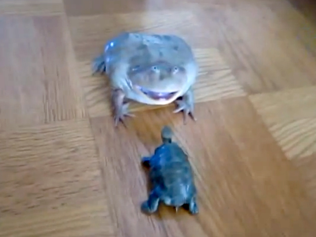 A Frog Gets Angry, Screams, & Tramples Over a Toy Turtle