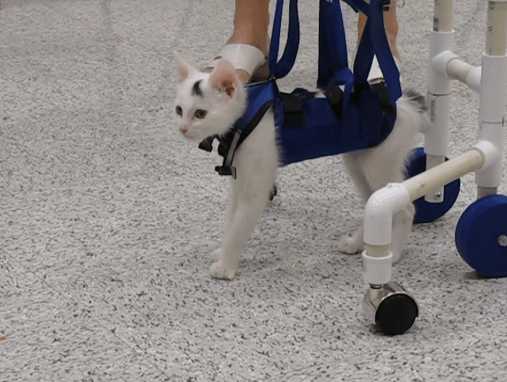 Disabled Kitten Learns to Walk With a Specially-Designed Walker