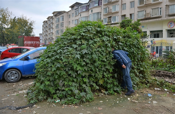 Vines Completely Engulf Abandoned Car in China