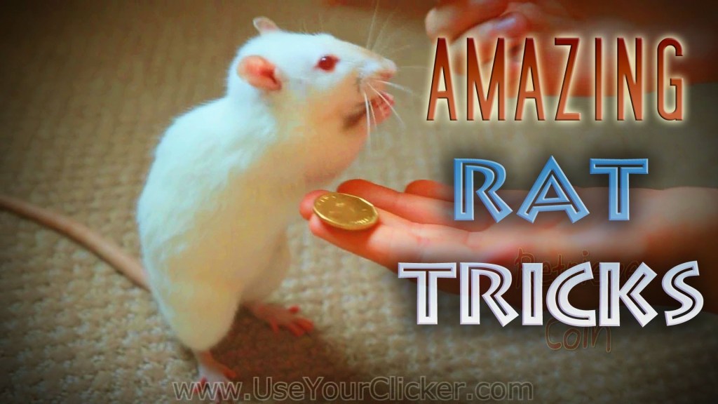Five Talented Rats Performing Tricks