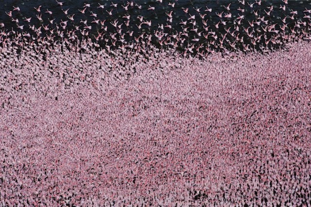 Photos of Huge Congregations of Animals