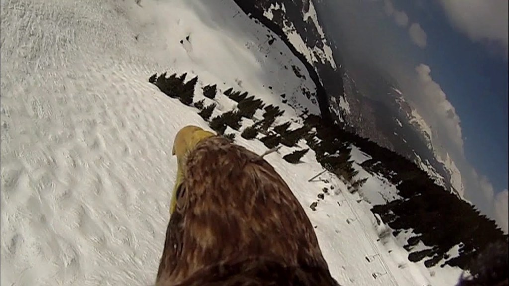 More Stunning Footage From an Eagle's Point of View