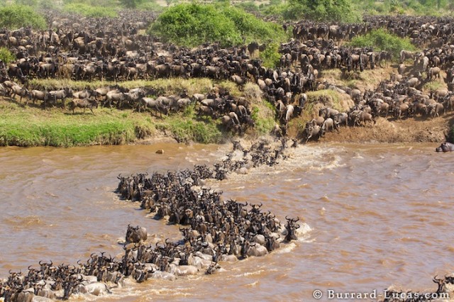 Photos of Huge Congregations of Animals