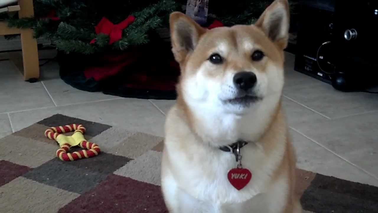 Yuki the Talking Shiba Inu Says 'Hello!'