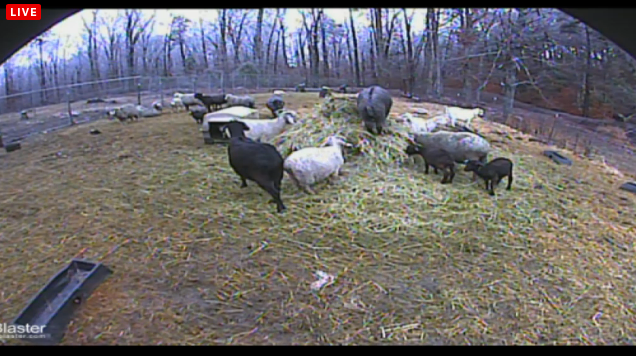 LambCam & GoatCam, Livestreams Featuring Fuzzy Farm Animals