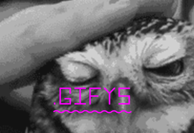 The .GIFYs, An Award Show Dedicated to Animated GIFs
