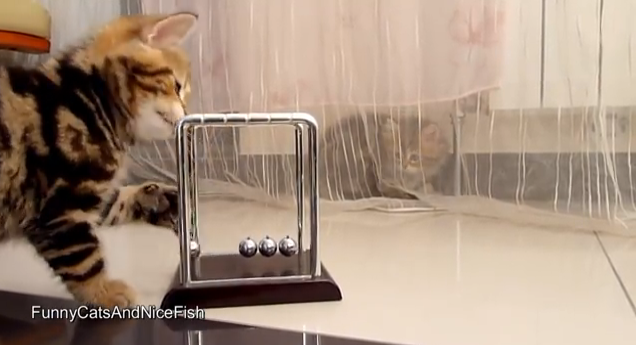 Kittens Discover the Physics of Collision While Playing with a Newton's ...