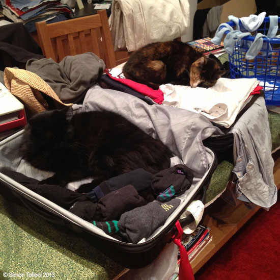 The Real Life Cats of Simon Tofield, Creator of 'Simon's Cats'