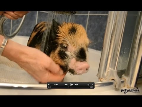 A Fuzzy, Eight-Week-Old Micro Piglet Takes a Shower